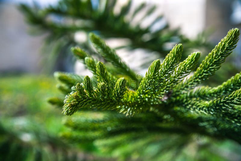 Fur-tree branch stock photo. Image of needle, firtree - 31548500