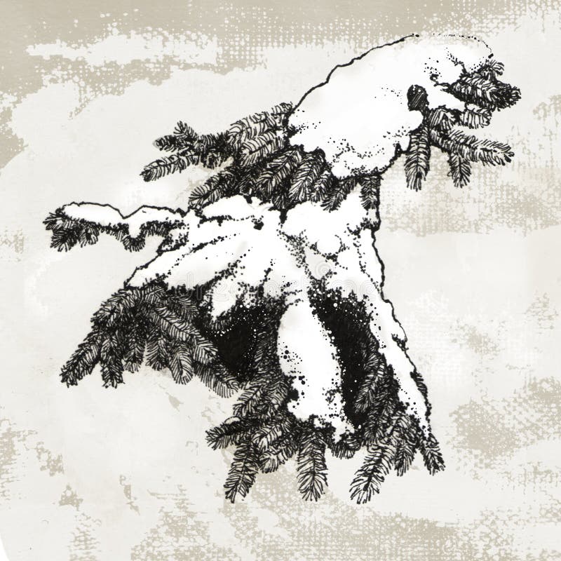 Fir-tree branch stock illustration. Illustration of pencil - 62134327