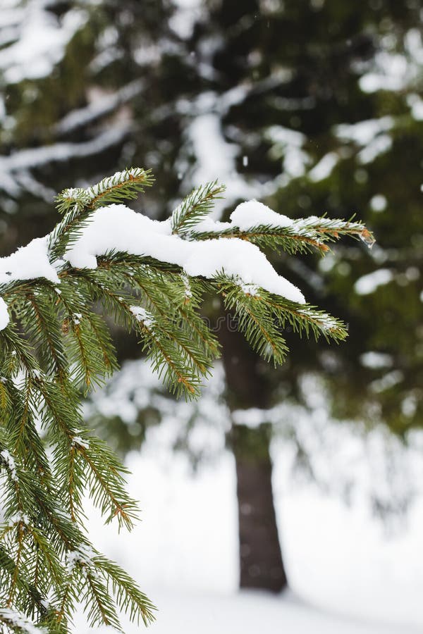 Fur-tree Branch with Snow Flying Under the Snowflakes. Stock Image ...