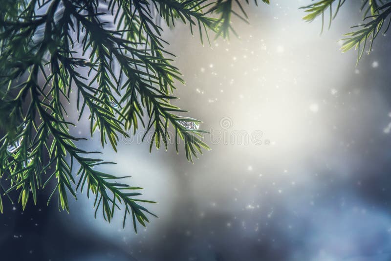 A fur-tree branch stock image. Image of brown, background - 112400309