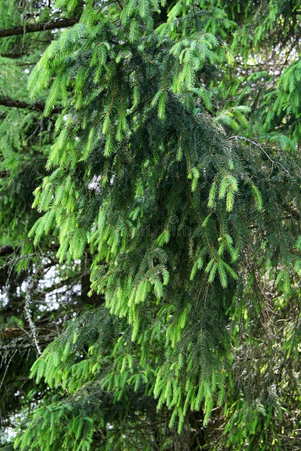 Fur tree branche stock photo. Image of young, ecology - 96738574