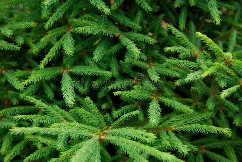 Fur-tree branches stock image. Image of forest, color - 10663063