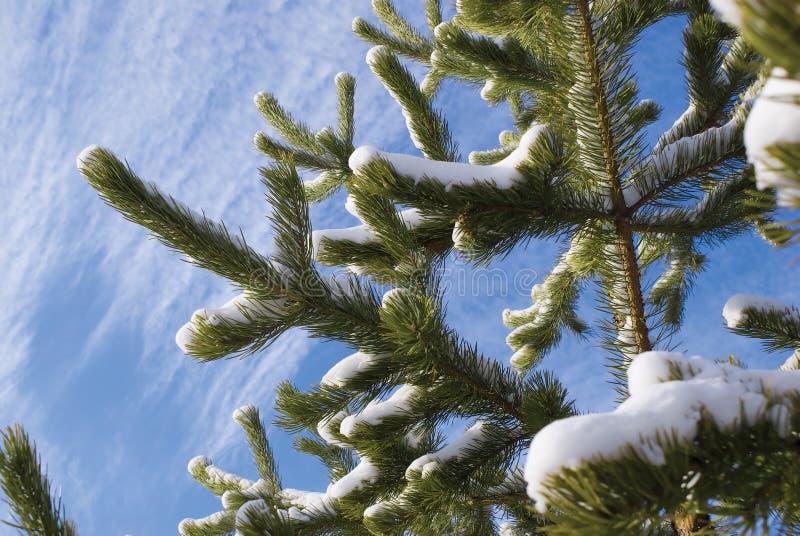 Fur-tree branches stock image. Image of snow, winter - 12009863