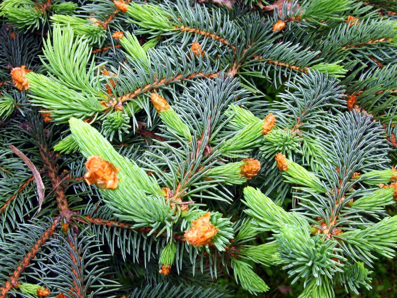 Fur-tree branches stock photo. Image of runaway, close - 12018558