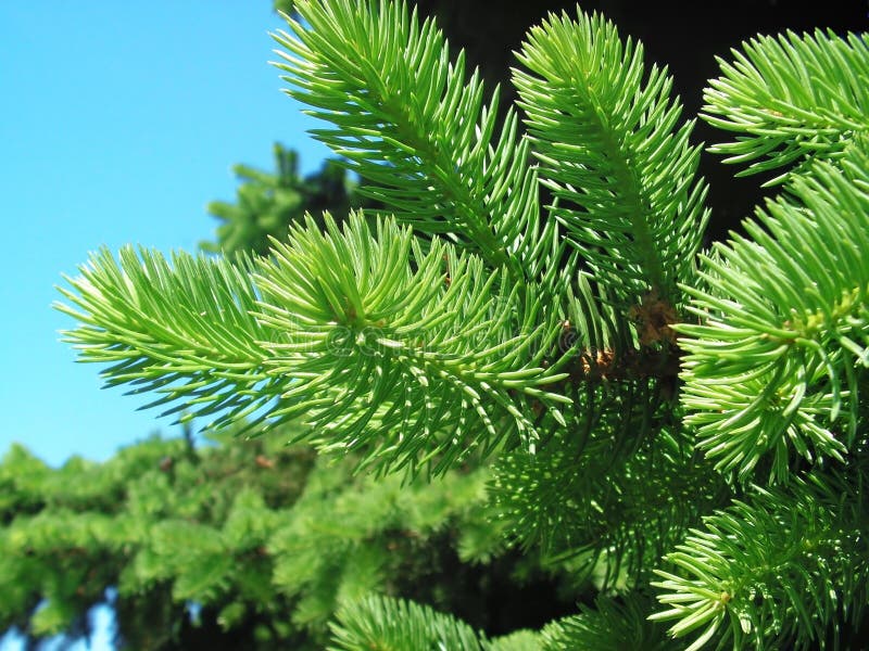 Evergreen stock photo. Image of grow, trees, branch, environment - 844576