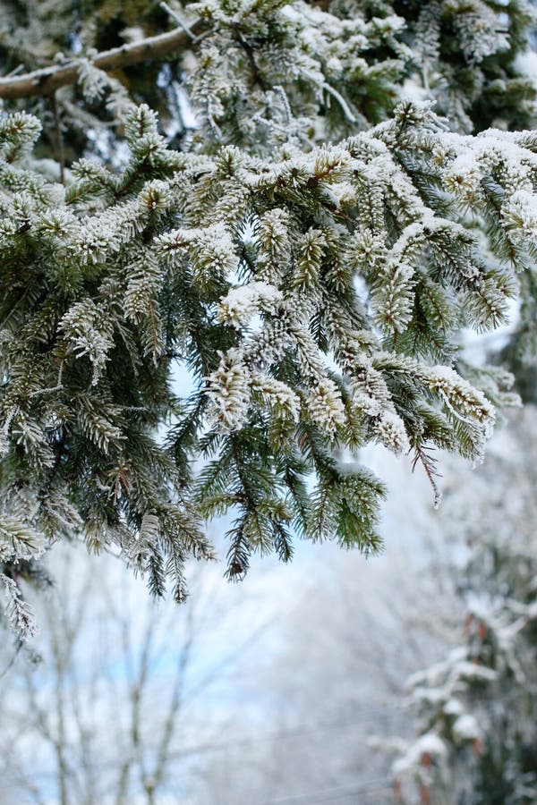 Fur-tree branches stock photo. Image of needles, cold - 7849282