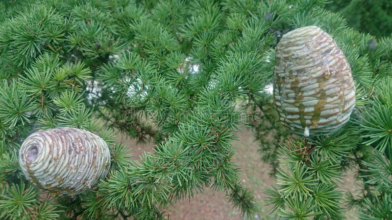 Fur Tree Branches Closeup stock photo. Image of branches - 156644894
