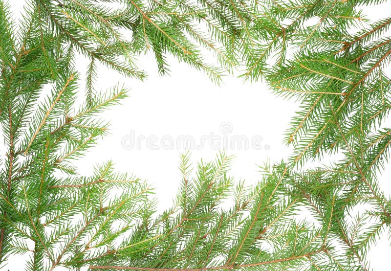 Fur-tree branches frame stock photo. Image of softness - 15316744