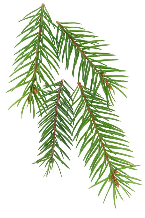 Fur-tree branches macro stock photo. Image of celebration - 15451442