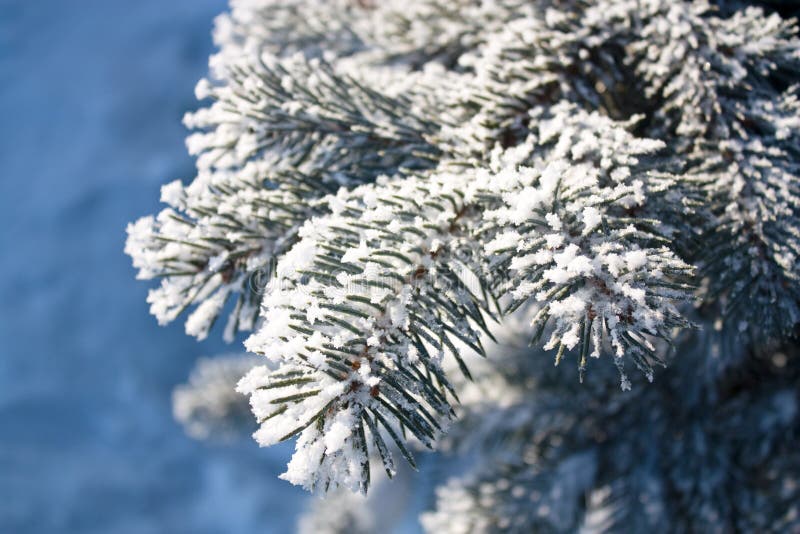 Fur-tree close-up stock image. Image of coniferous, beauty - 12645529