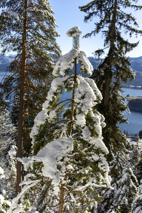 Fur tree stock image. Image of hoarfrost, walchensee - 168369729