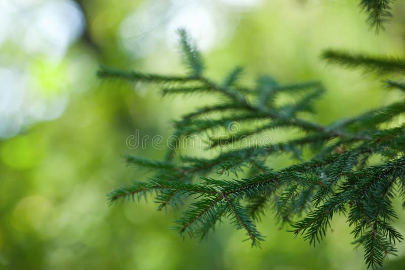 Fur-tree green branch stock photo. Image of nature, plant - 26175482