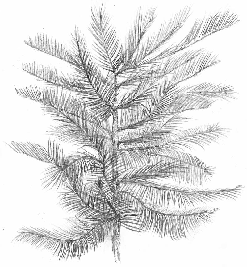 Fur Tree Isolated. Pencil Drawing Stock Illustration - Illustration of ...