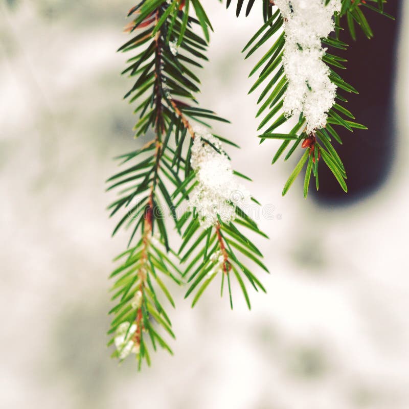 Fur tree stock image. Image of tree, needles, pine, macro - 113172127