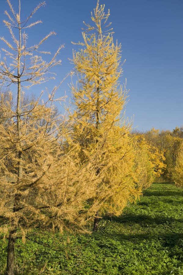 Big Fur tree stock image. Image of green, trees, forest - 11455325
