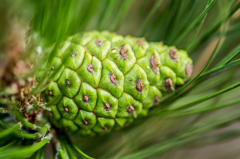 Fur-tree pine cone stock photo. Image of pine, green - 93410988