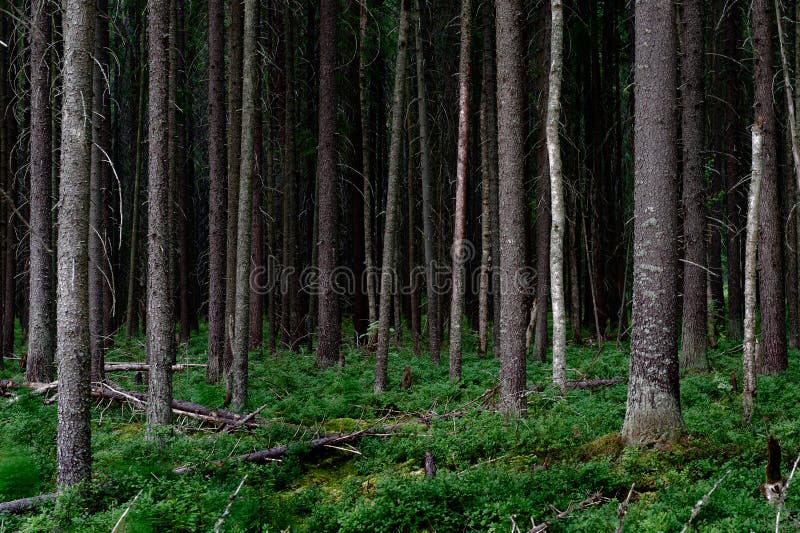 Fur-tree pine forest stock image. Image of horizontal - 20950393