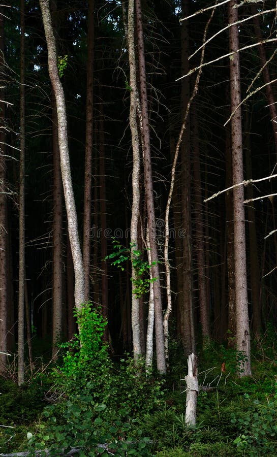 Fur-tree pine forest stock image. Image of horizontal - 20950415