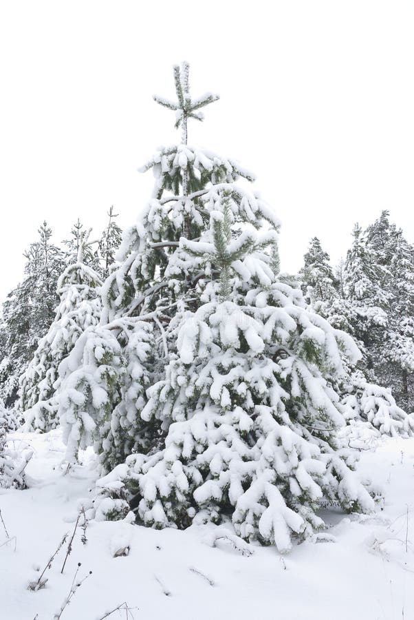 Fur-tree Under a Snow Layer Stock Photo - Image of light, outdoor: 12447488