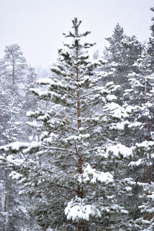 Fur-tree in winter forest stock photo. Image of wood - 14176502