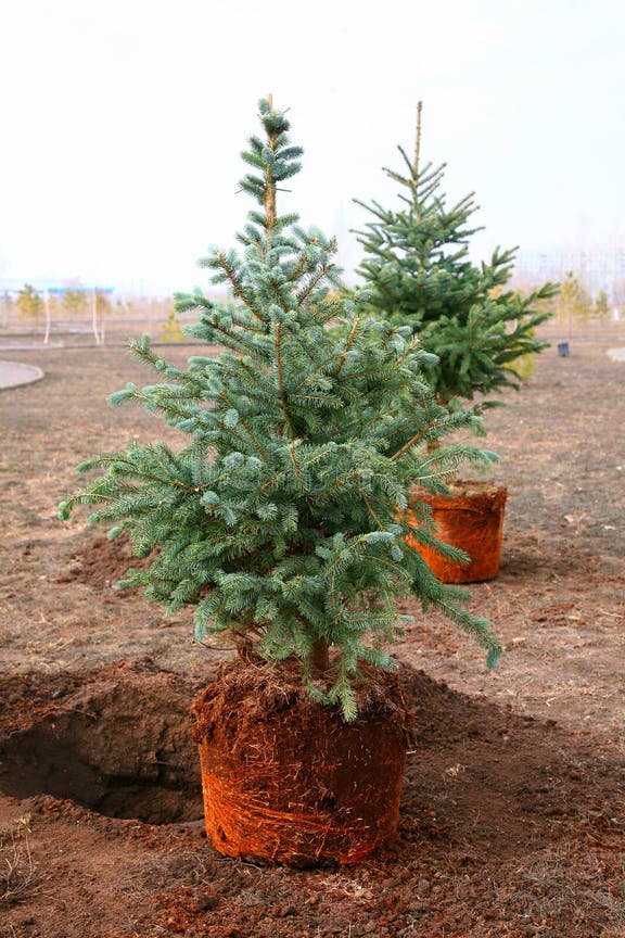 Fur-trees stock photo. Image of state, vibrant, branch - 14445220