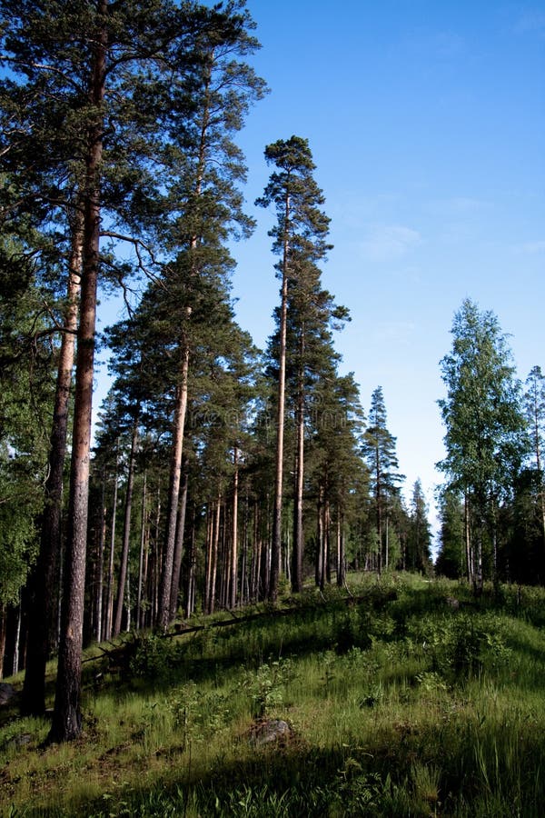 Fur trees stock image. Image of calm, fresh, beautiful - 28570249