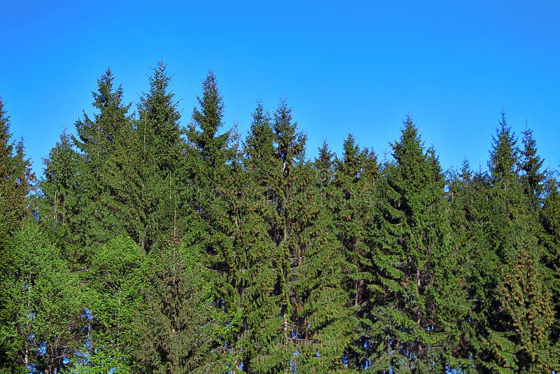 Fur Trees in Carpathian Mountains Stock Photo - Image of outdoor, pine ...