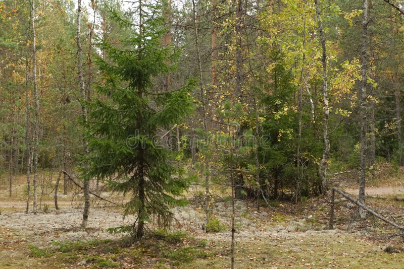 Fur-trees in the Forest in Autumn with Fallen Branches and Miss on the ...