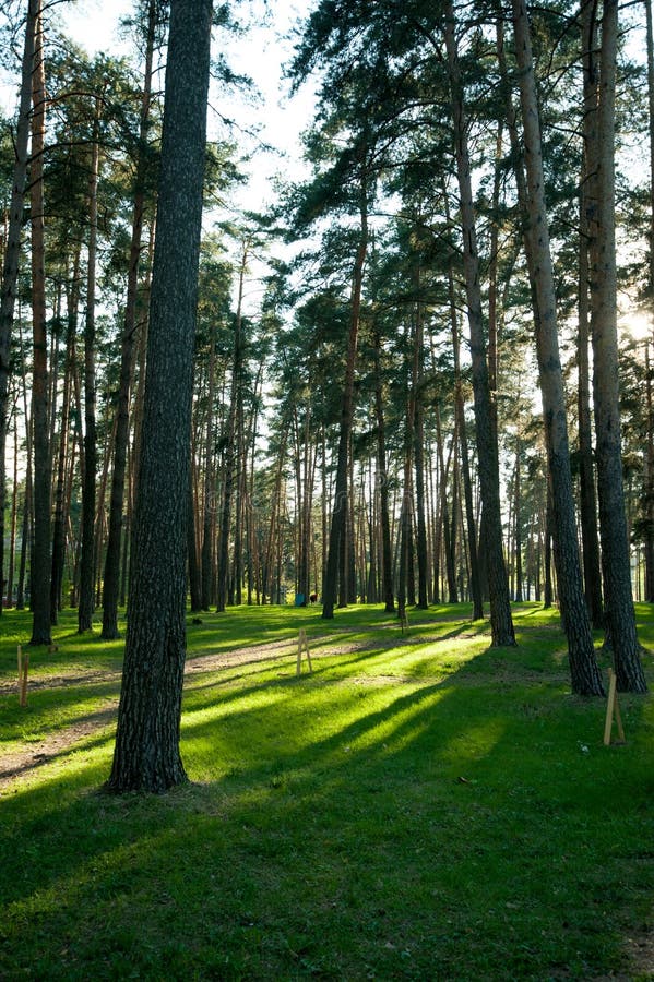 Fur Trees Grove with Sun Beams Stock Image - Image of forest, trees ...