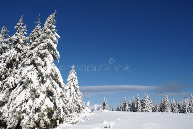 Fur-trees On A Hillside. Picture Image: 14588403