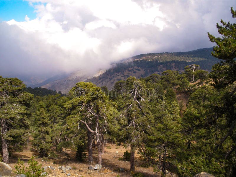 Fur Trees on Mountain of Cyprus Stock Photo - Image of beauty, stone ...