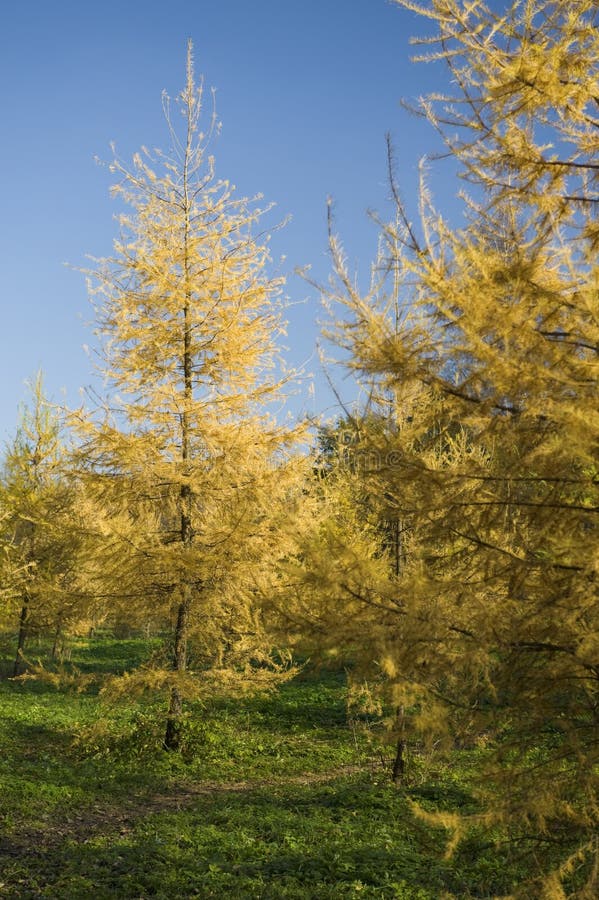 Fur trees in park stock image. Image of forest, woods - 11470027