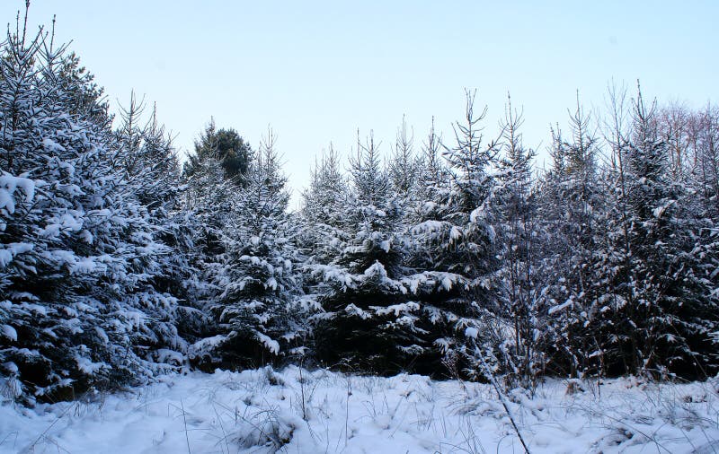 Fur-trees in a snow. stock image. Image of snow, brown - 12282371