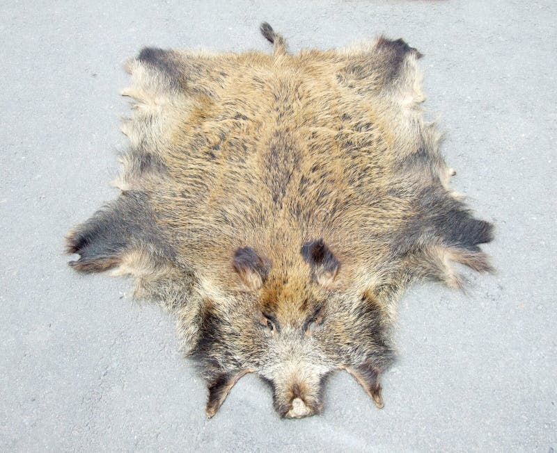 Fur of wild boar stock photo. Image of face, concrete - 14421310