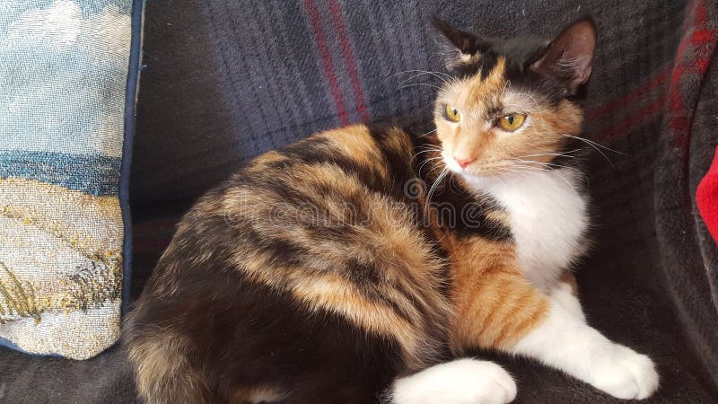 Furball stock photo. Image of female, furball, cute, daytime - 69840190