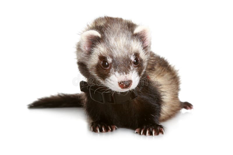 Furet image stock. Image du museau, brun, mignon, créature - 14358331