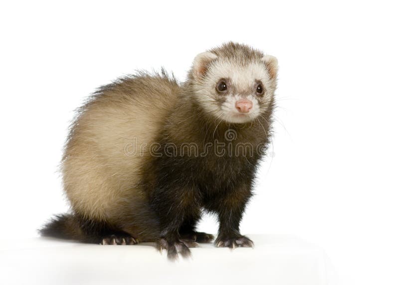 Furet image stock. Image du mignon, domestique, intérieur - 36658743