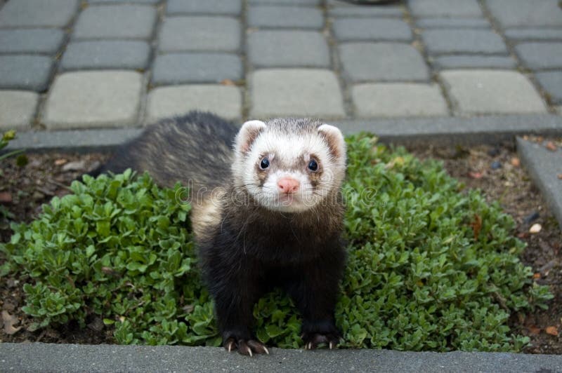 Furet photo stock. Image of pets, mignon, animal, domestique - 26144154