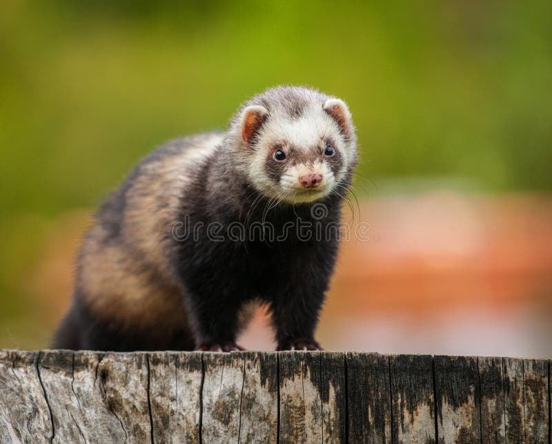 Furet blanc image stock. Image of fourrure, museau, furet - 31145245