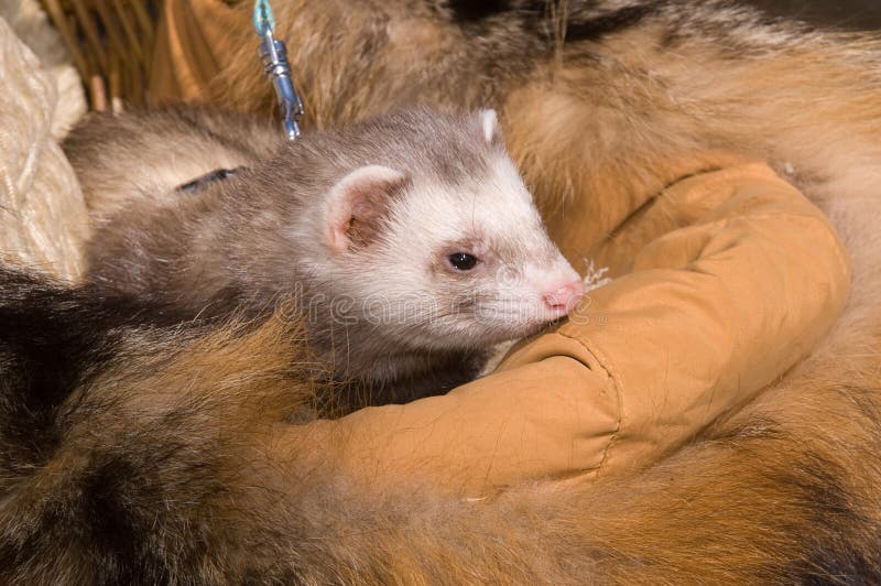 Furet mignon albinos photo stock. Image du tête, fourrure - 12305828