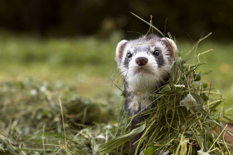 Furet image stock. Image du mignon, domestique, intérieur - 36658743