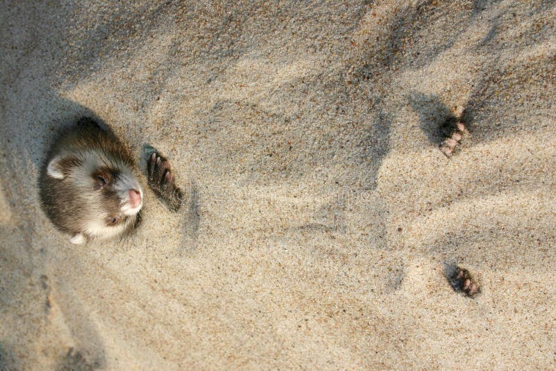 Furet dans une plage photo stock. Image du remplissage - 676014