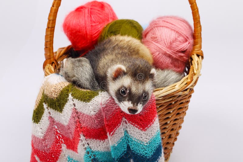 Furet De Sable Dans Le Panier Image stock - Image du animal, bille ...