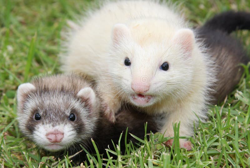Furet De Brown Restant Sur Un Fond Blanc Photo stock - Image du ...