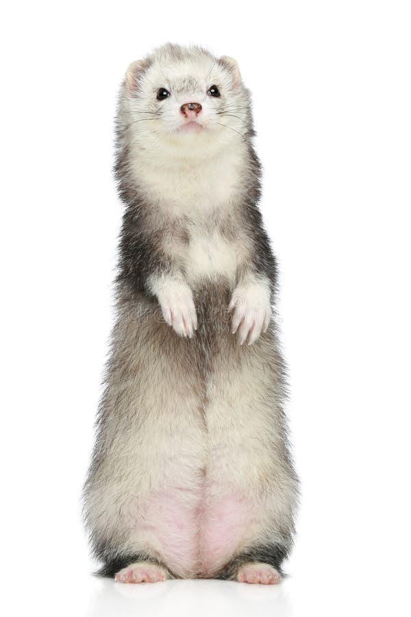 Furet Debout Sur Fond Blanc Image stock - Image du crocs, pattes: 19004425