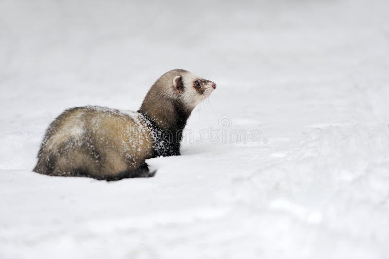 Furet Sauvage Dans La Neige Photo stock - Image of habitat, animaux ...