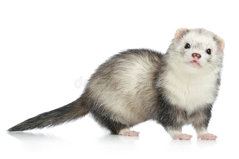 Furet sur un fond blanc image stock. Image du séance - 19004413