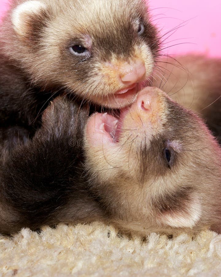 Jeunes furets photo stock. Image du cuddly, langue, nature - 18643630