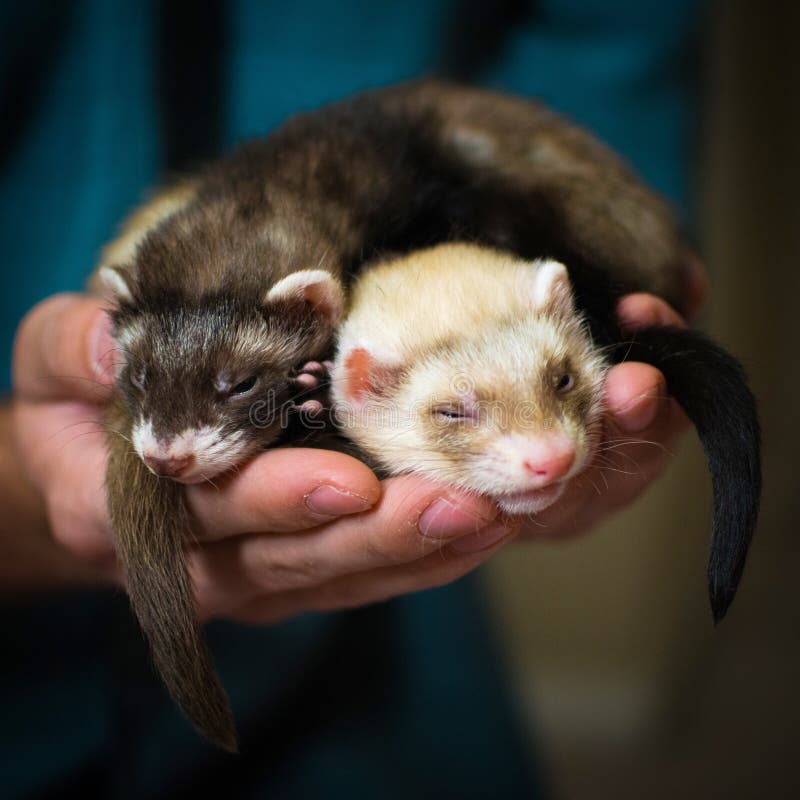 666 Photos de Furets - Photos de stock gratuites et libres de droits de ...