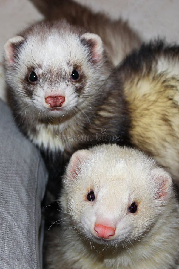 666 Photos de Furets - Photos de stock gratuites et libres de droits de ...